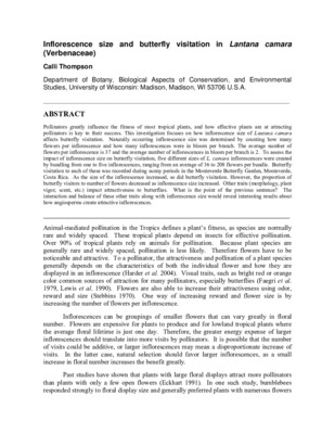 "Inflorescence size and butterfly visitation in Lantana camara (Verbena ...