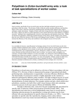 "Polyethism in Eciton burchellii army ants: a look at task specializati ...