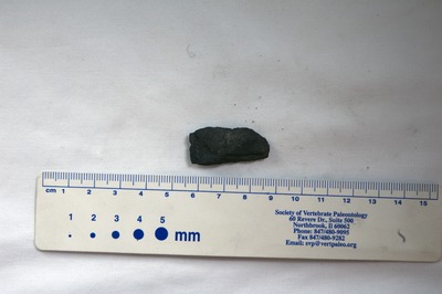 "Specimen USF 09014 Cryptolithus" by Brian Andres