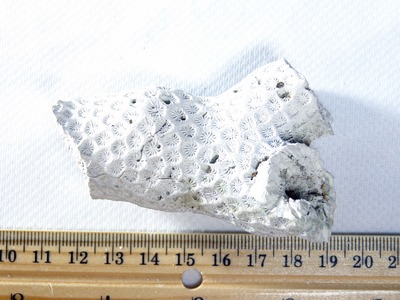 "Specimen USF 06560 Septastrea" by Brian Andres